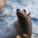 NYC: Bronx Zoo Entry Ticket - What Makes the Bronx Zoo Stand Out?