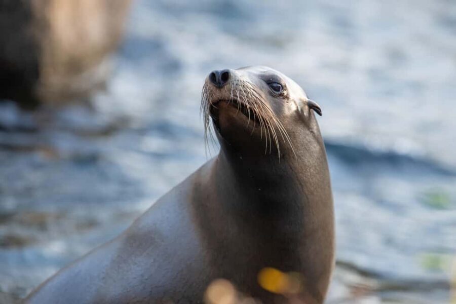 NYC: Bronx Zoo Entry Ticket - What Makes the Bronx Zoo Stand Out?