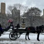 NYC: Empire State Horses Carriage Ride in Central Park - The Practicalities: What You Need to Know