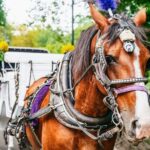 NYC: Guided Central Park Horse Carriage Ride - What You Can Expect During the Ride