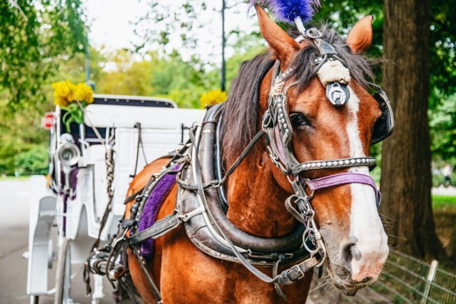 NYC: Guided Central Park Horse Carriage Ride - What You Can Expect During the Ride