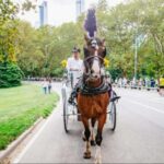 NYC: Private Christmas Lights Horse Carriage Ride - Authentic Experiences & Traveler Feedback