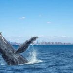 NYC: Whale Watching Cruise from Manhattan - How Good is the Value?