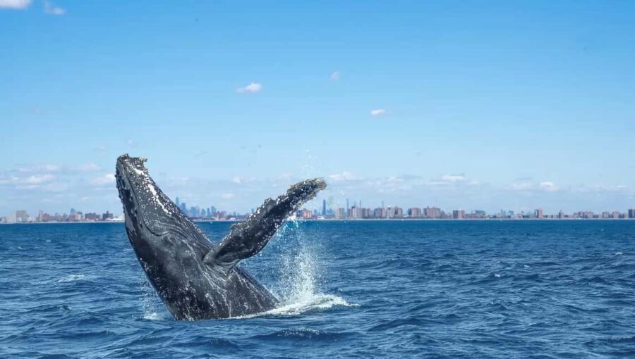 NYC: Whale Watching Cruise from Manhattan - How Good is the Value?