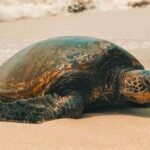 Oahu Circle Island Tour - Best Spots & Beaches - The Value of the Tour