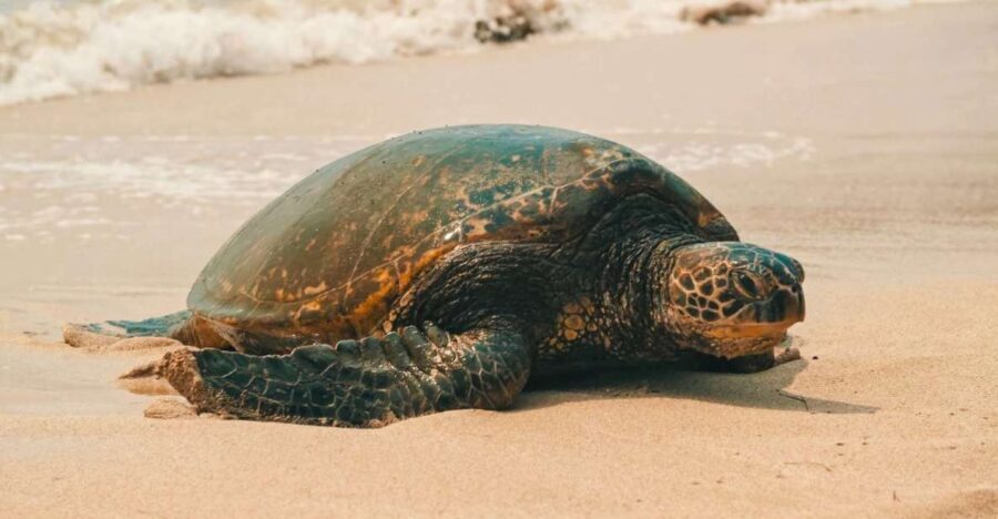 Oahu Circle Island Tour - Best Spots & Beaches - The Value of the Tour