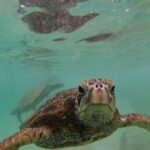 Oahu: Custom Private Island Tour of O'ahu - The Itinerary Breakdown: What Makes Each Stop Special