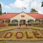 Oahu: Dole Plantation & Haleiwa Express Deluxe Tour - A Detailed Look at the Tour