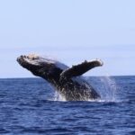 Oahu: Dolphin Swim and Turtle Snorkel Excursion in Waianae - The Breakdown of the Tour