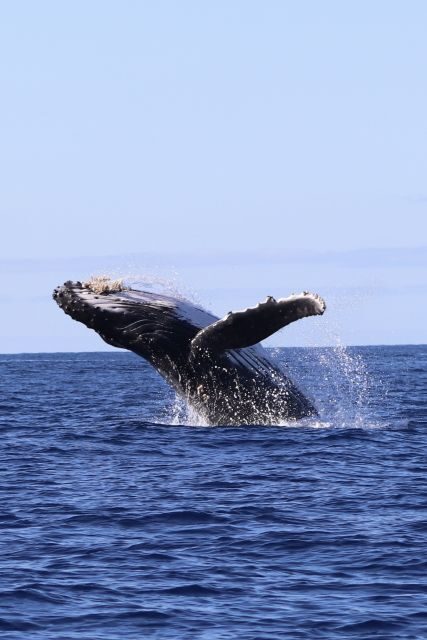 Oahu: Dolphin Swim and Turtle Snorkel Excursion in Waianae - The Breakdown of the Tour
