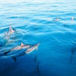 Oahu Dolphin Watch, Turtle Snorkel, Waterslide Activities - Who Should Consider This Tour?