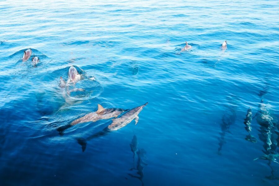 Oahu Dolphin Watch, Turtle Snorkel, Waterslide Activities - Who Should Consider This Tour?