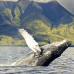 Oahu: Eco-Friendly West Coast Whale Watching Cruise - Authentic Perspectives from Travelers