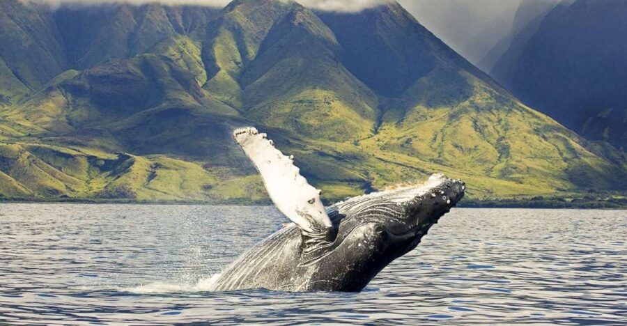 Oahu: Eco-Friendly West Coast Whale Watching Cruise - Authentic Perspectives from Travelers