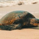 Oahu: Highlights of Oahu Small Group Tour - Who Will Love This Tour?