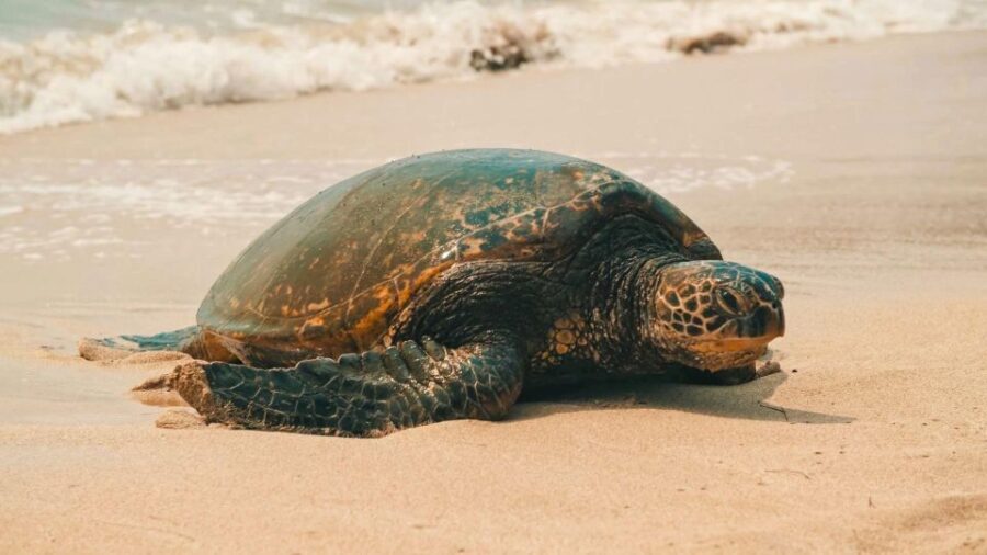Oahu: Highlights of Oahu Small Group Tour - Who Will Love This Tour?