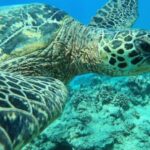 Oahu: Honolulu Turtle Canyon Snorkeling Tour - What Makes This Tour Stand Out