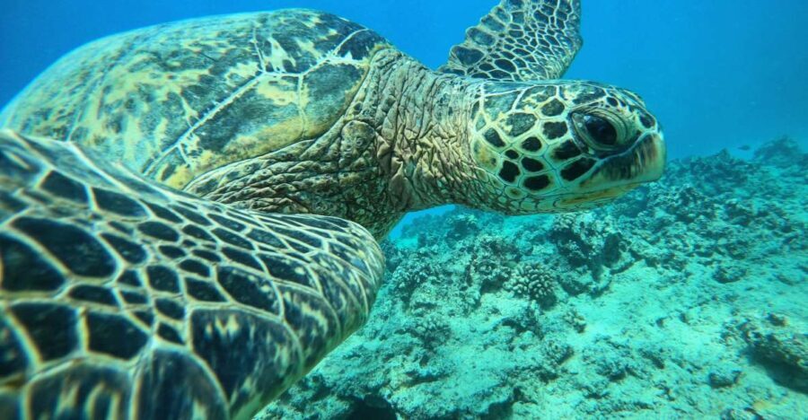 Oahu: Honolulu Turtle Canyon Snorkeling Tour - What Makes This Tour Stand Out