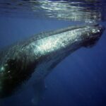 Oahu: Honolulu Whale Watching Cruise - What to Expect During the Tour