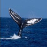 Oahu: Humpback Whale Watching Tour - Who Will Love This Tour?