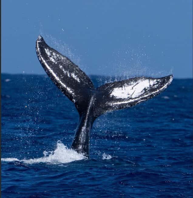 Oahu: Humpback Whale Watching Tour - Who Will Love This Tour?