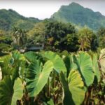Oahu: Kualoa Farm and Secret Island Tour by Trolley - The Itinerary: What to Expect