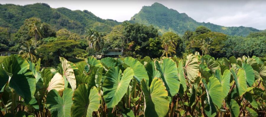 Oahu: Kualoa Farm and Secret Island Tour by Trolley - The Itinerary: What to Expect