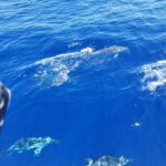 Oahu: Luxury Day Sailboat Charter - Authentic Voices and Real Experiences