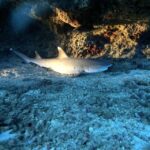 Oahu Night Dive: Adventure for Certified Divers - What Makes This Night Dive Special?