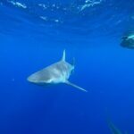 Oahu: North Shore Cageless Shark Snorkeling Tour - Real Experiences and Authentic Feedback