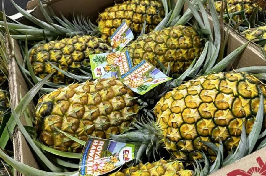 Oahu: North Shore Dole Pineapple Farm Tour - The Value and Practicalities