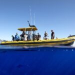 Oahu: North Shore Marine Life Tour from Haleiwa - The Marine Encounters: What You Might See