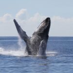 Oahu: Seasonal Whale Watch Cruise - The Itinerary in Detail