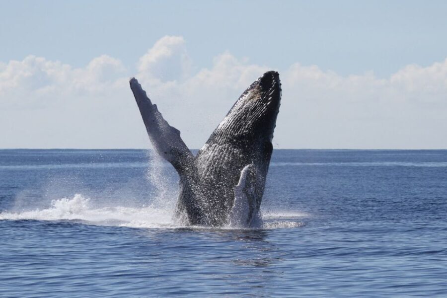 Oahu: Seasonal Whale Watch Cruise - The Itinerary in Detail