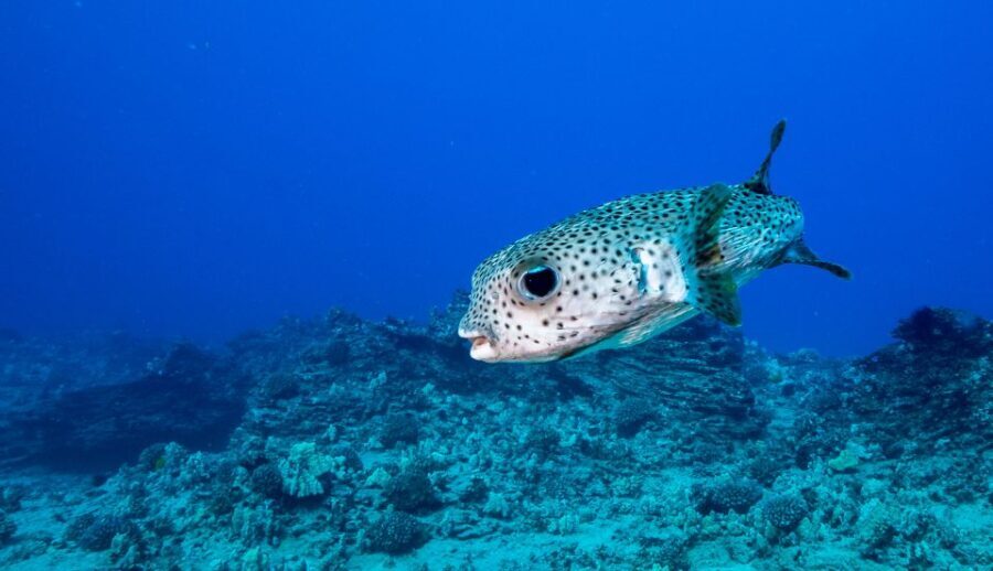 Oahu: Shallow Reef Scuba Dive for Certified Divers - What to Expect During the Tour