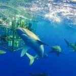 Oahu: Shark Cage Dive on the North Shore - Who Will Love This Tour?
