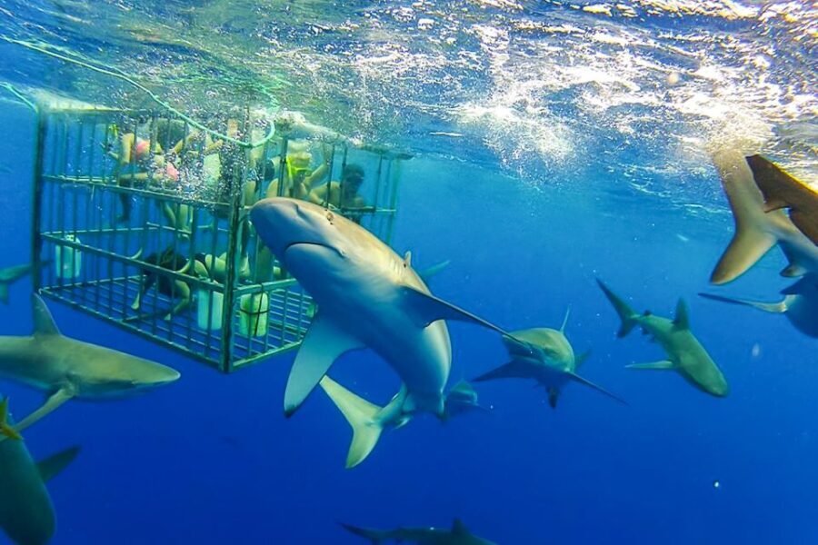 Oahu: Shark Cage Dive on the North Shore - Who Will Love This Tour?
