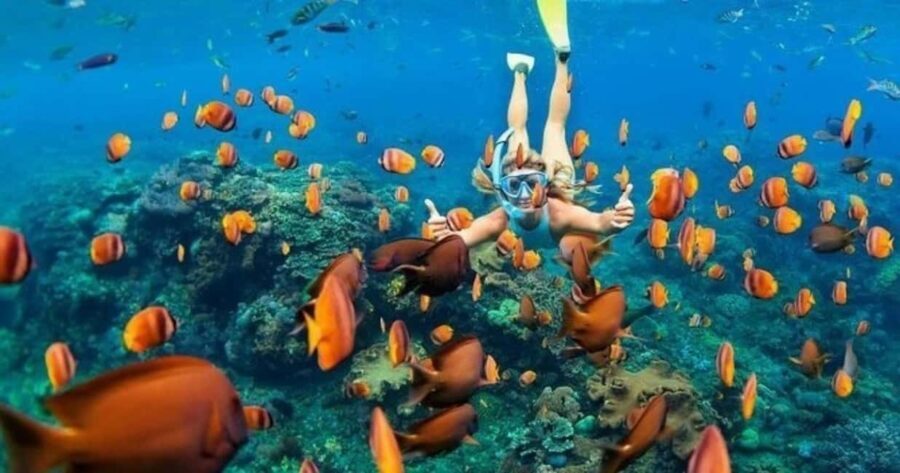 Oahu: Snorkel Adventure in Marine Sanctuary - Who Should Consider This Tour