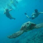 Oahu: Speedboat Snorkeling Adventure and Wild Dolphin Swim - Authenticity and Suitability: Who Is This Tour For?