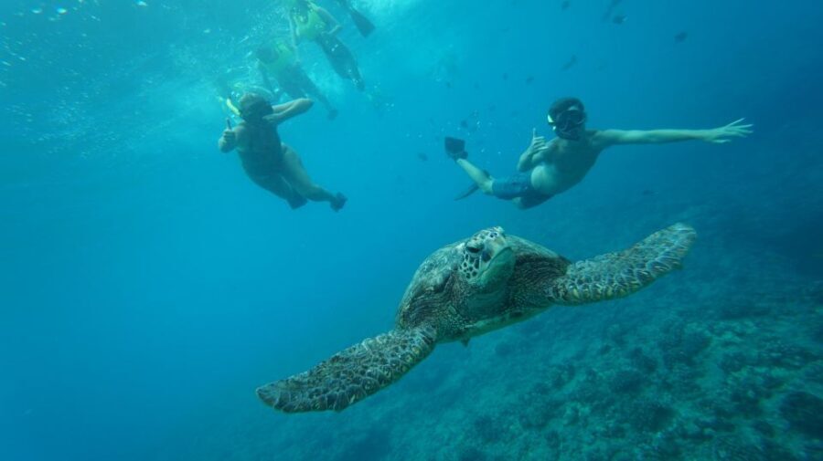Oahu: Speedboat Snorkeling Adventure and Wild Dolphin Swim - Authenticity and Suitability: Who Is This Tour For?