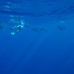 Oahu: Swim with Dolphins, Turtle Snorkel Tour and Waterslide - The Wildlife Encounters: Authenticity and Respect