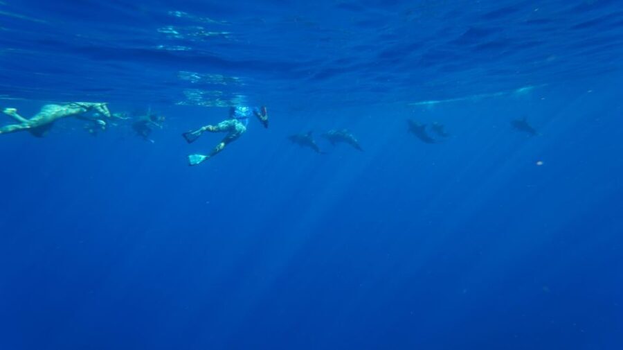 Oahu: Swim with Dolphins, Turtle Snorkel Tour and Waterslide - The Wildlife Encounters: Authenticity and Respect