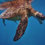 Oahu: Turtle Canyon Snorkeling Boat Tour - The Equipment and Comfort Level