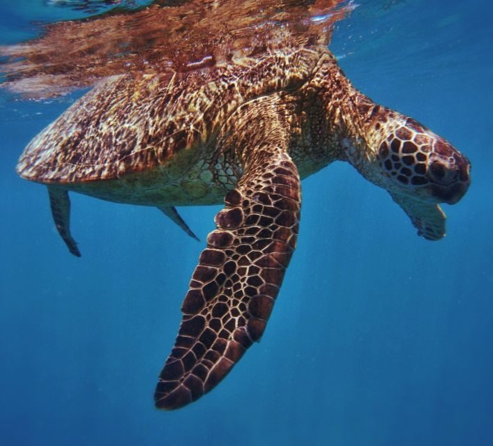 Oahu: Turtle Canyon Snorkeling Boat Tour - The Equipment and Comfort Level