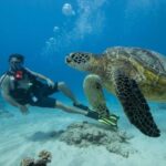 Oahu: Waikiki Discovery Scuba Diving for Beginners - Authentic Marine Encounters and Reviews