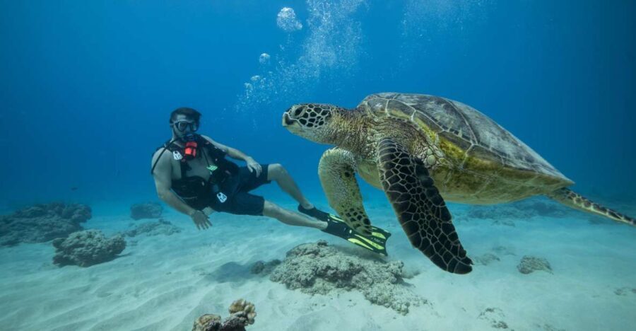 Oahu: Waikiki Discovery Scuba Diving for Beginners - Authentic Marine Encounters and Reviews