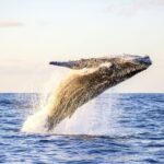 Oahu: Waikiki Eco-Friendly Morning Whale Watching Cruise - Why This Tour Offers Value and Authenticity