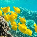 Oahu: Waikiki Turtle Snorkel Sail - Who Will Love This Tour?