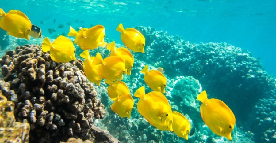 Oahu: Waikiki Turtle Snorkel Sail - Who Will Love This Tour?