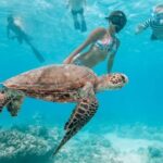 Oahu: Waikiki Turtle Snorkeling Adventure - The Itinerary: From Departure to Return